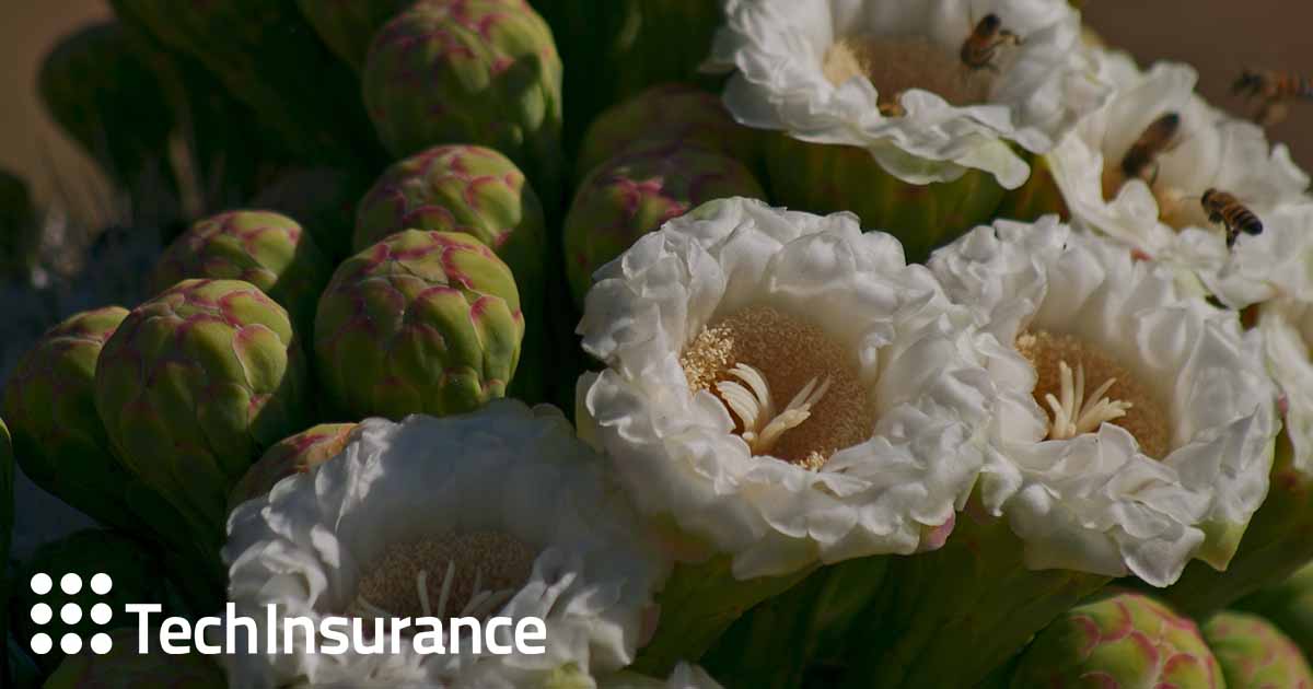 Arizona Business Insurance, General Liability Insurance | TechInsurance