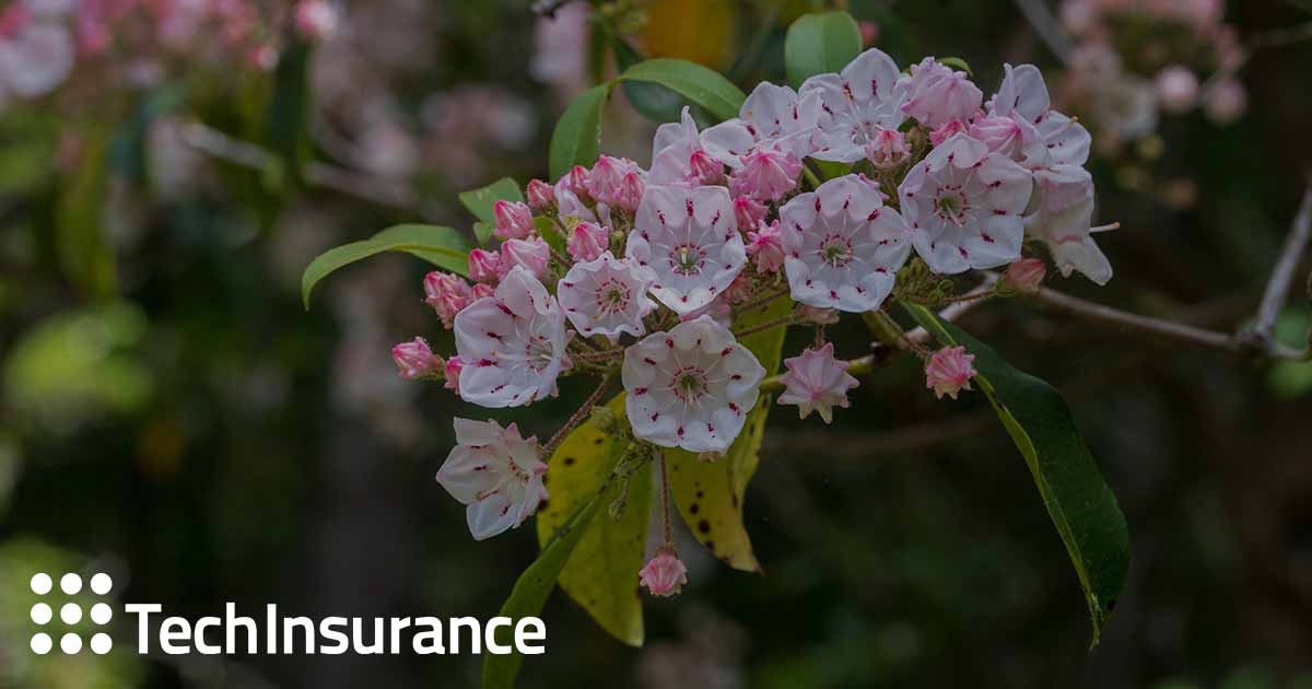 Connecticut Business Insurance, General Liability Insurance | TechInsurance